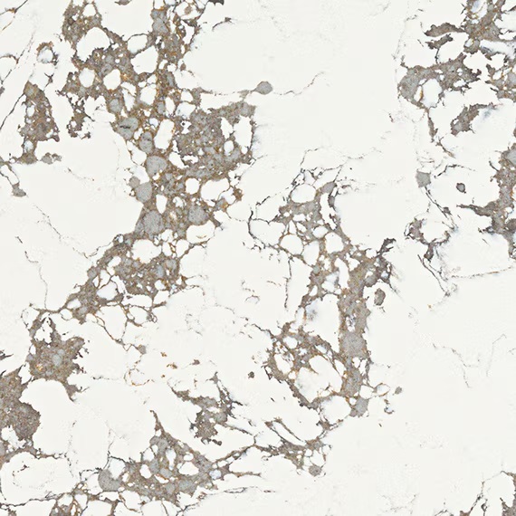 Where to buy Arctic Arabescato, Quartz countertop by DalTile.
